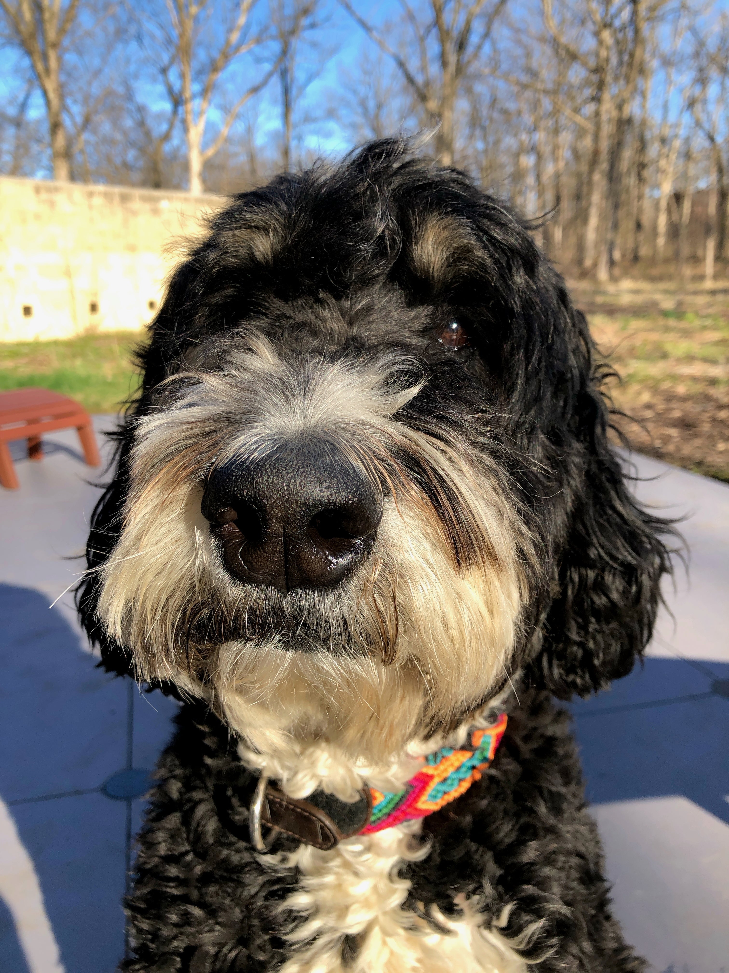 How to Use a Topper for Picky Dogs – Durango